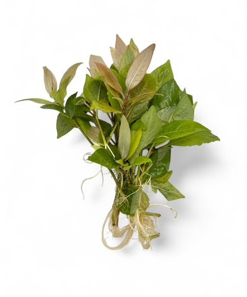 Hygrophila corymbosa 'Compact' – AquaPlant Culture